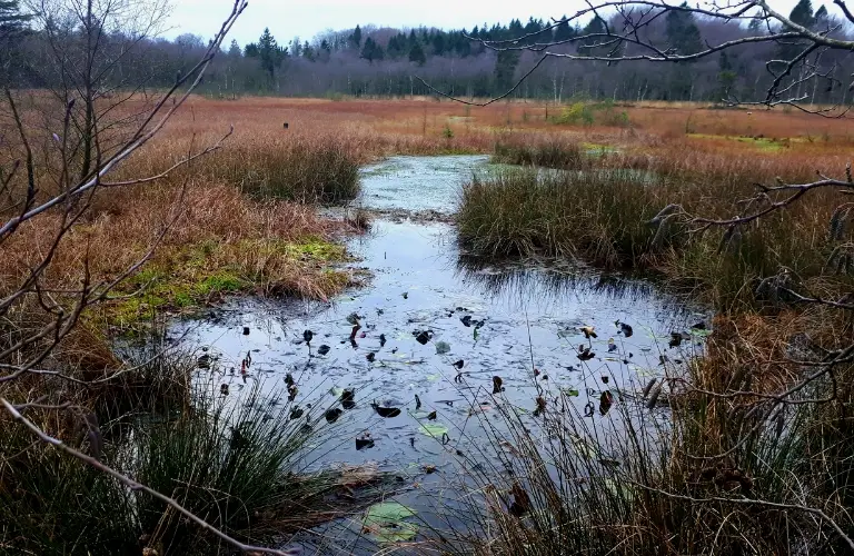 Das Moor und seine Bedeutung für den Klimawandel - nordischgruen