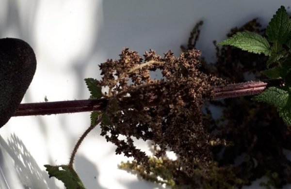 Brennesselsamen ernten, trocknen und verwenden: So geht’s! - nordischgruen